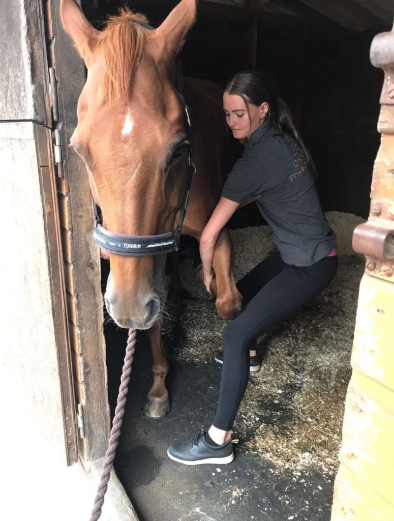 Equine Physiotherapy – Ark Physio