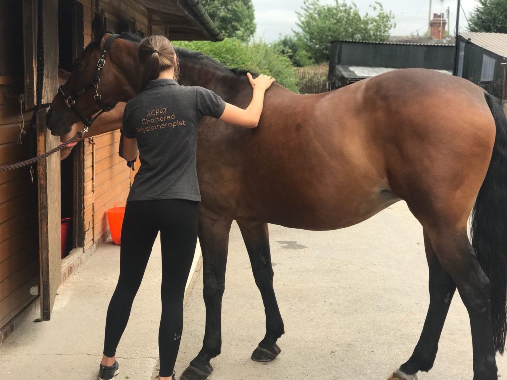 Equine Physiotherapy – Ark Physio