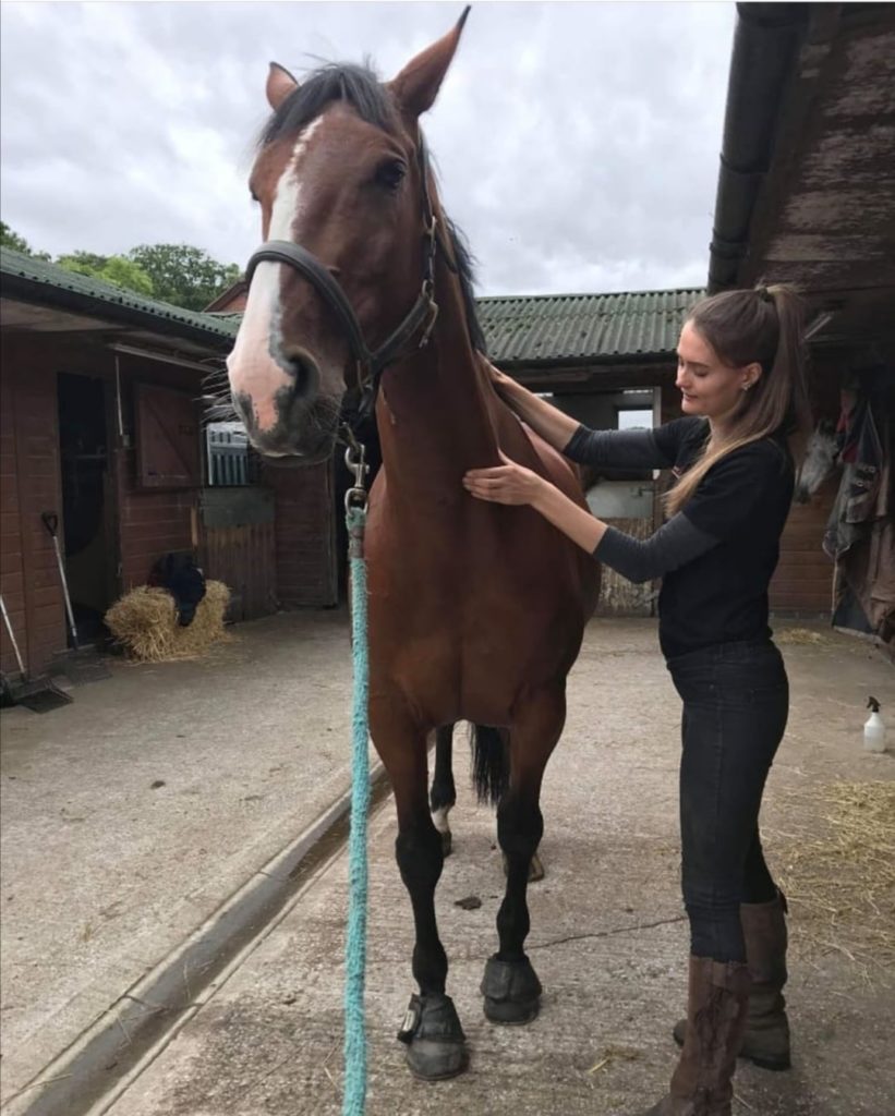 Equine Physiotherapy – Ark Physio